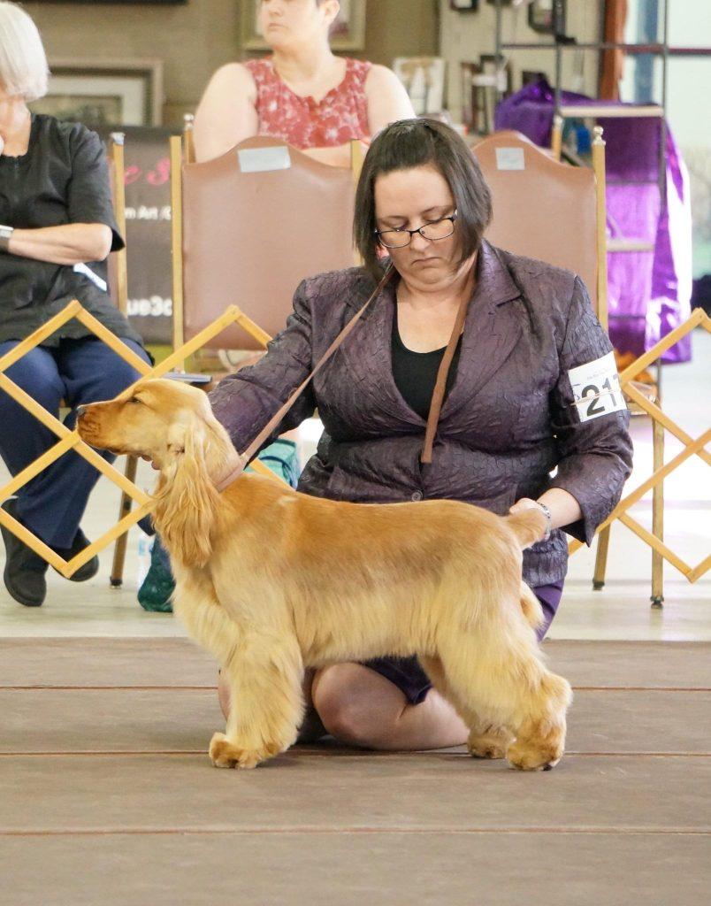 Gallery – Aurum English Cocker Spaniels